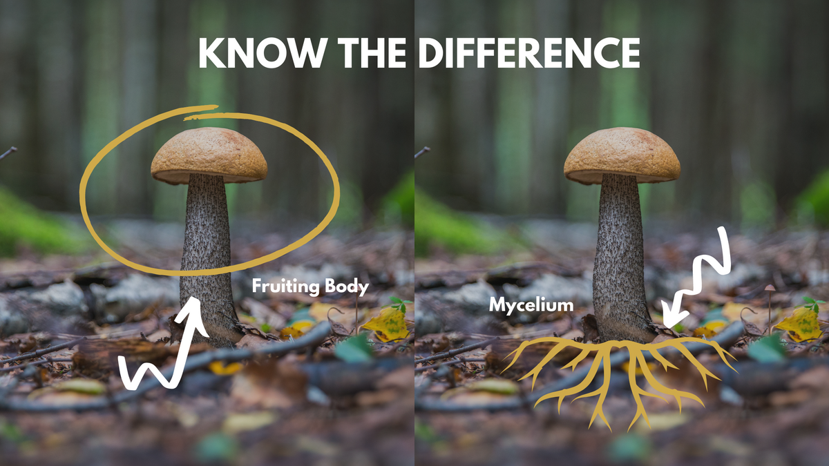 Fruiting Body VS. Mycelium