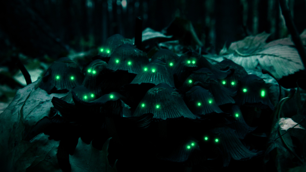 Spooky Fungi Facts: Unearthing Eerie Functional Mushrooms