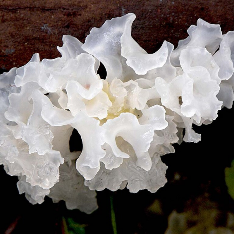 Tremella | Beginner’s Guide | Eversio Wellness
