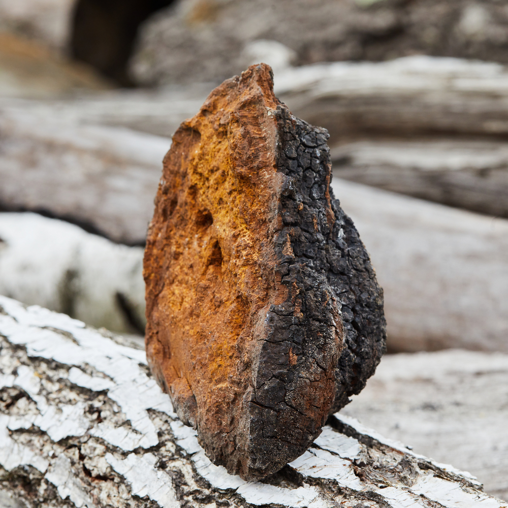 Chaga | Beginner’s Guide | Eversio Wellness