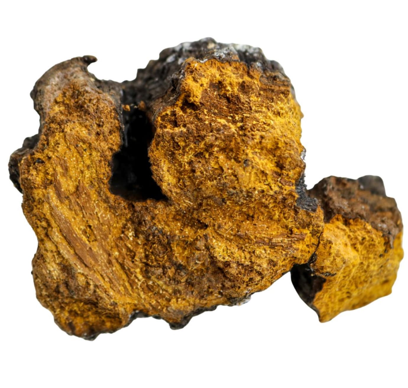 What Are Chaga Mushrooms? – Eversio Wellness