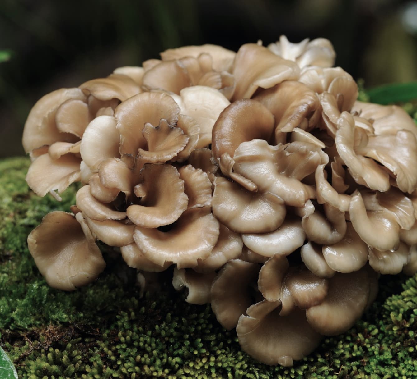 What are Maitake Mushrooms? – Eversio Wellness