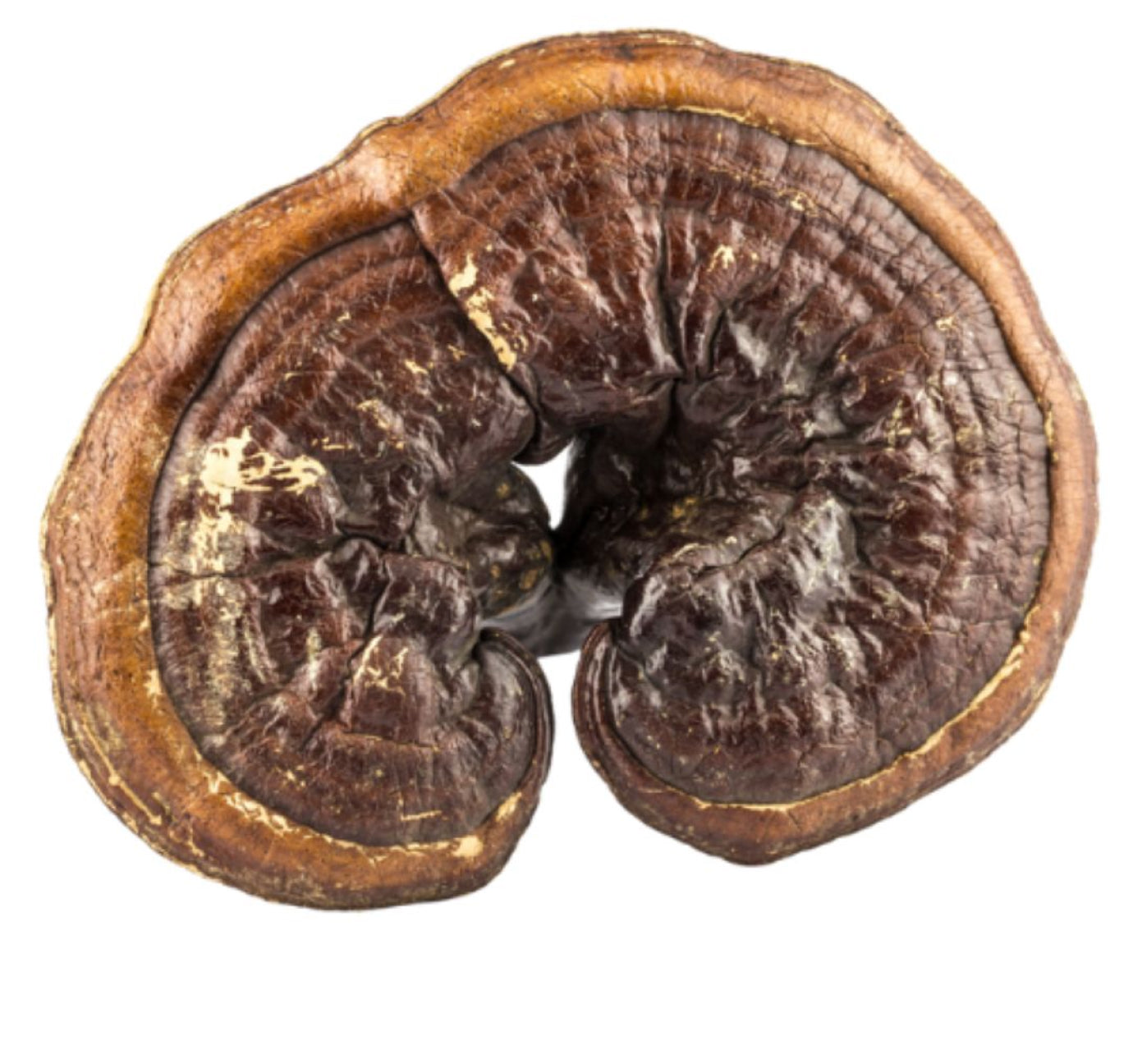 What Are Reishi Mushrooms? – Eversio Wellness