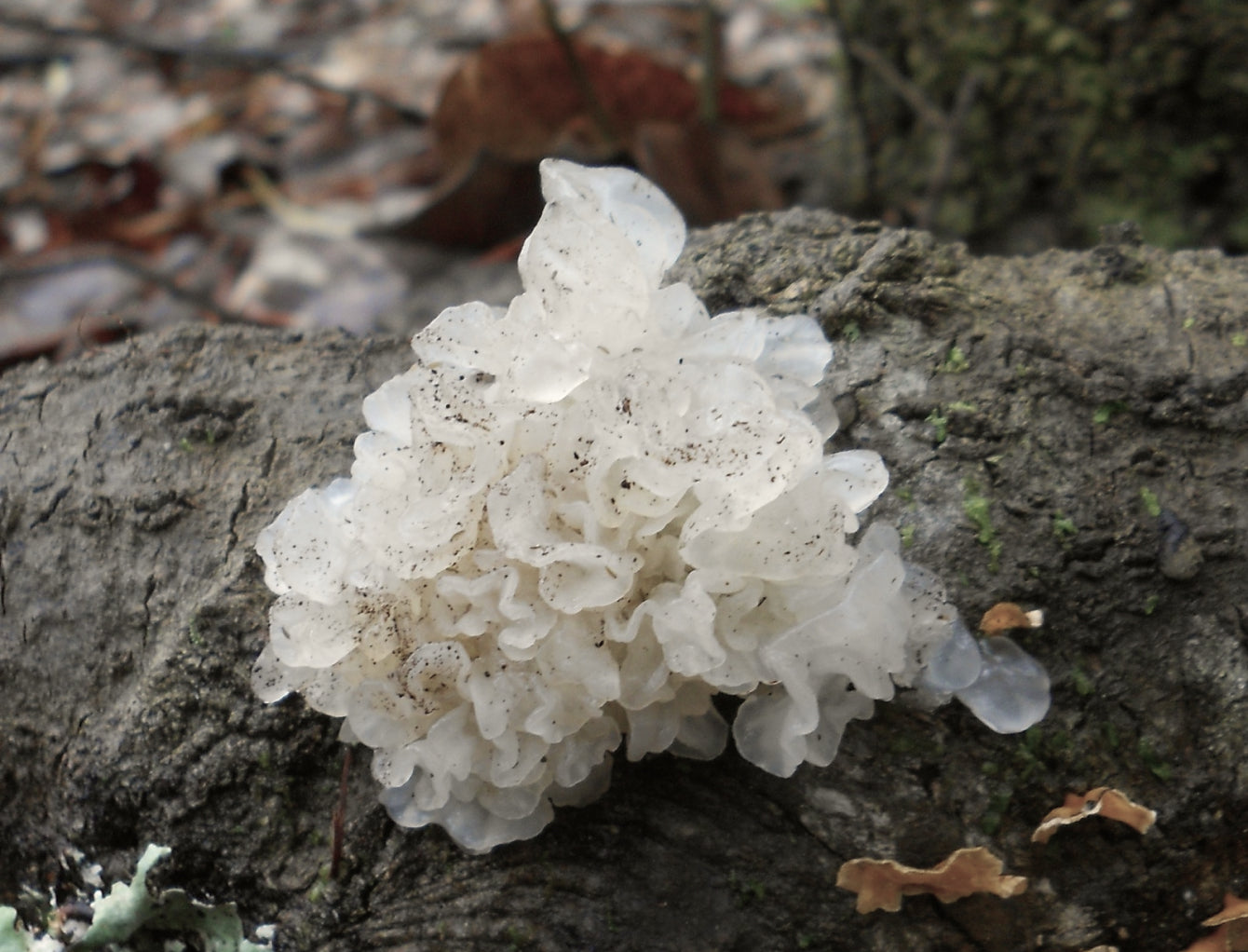 What Are Tremella Mushrooms? – Eversio Wellness