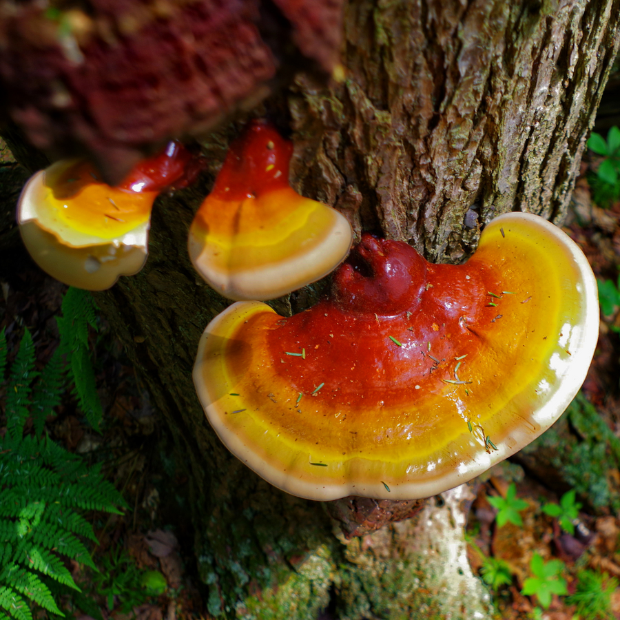 Mushroom Studies, Research and References | Eversio Wellness