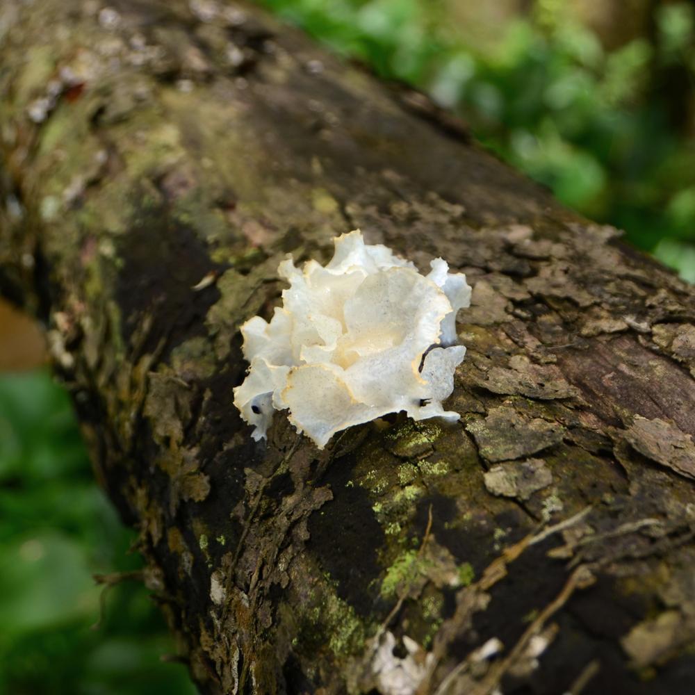 Tremella | Beginner’s Guide | Eversio Wellness