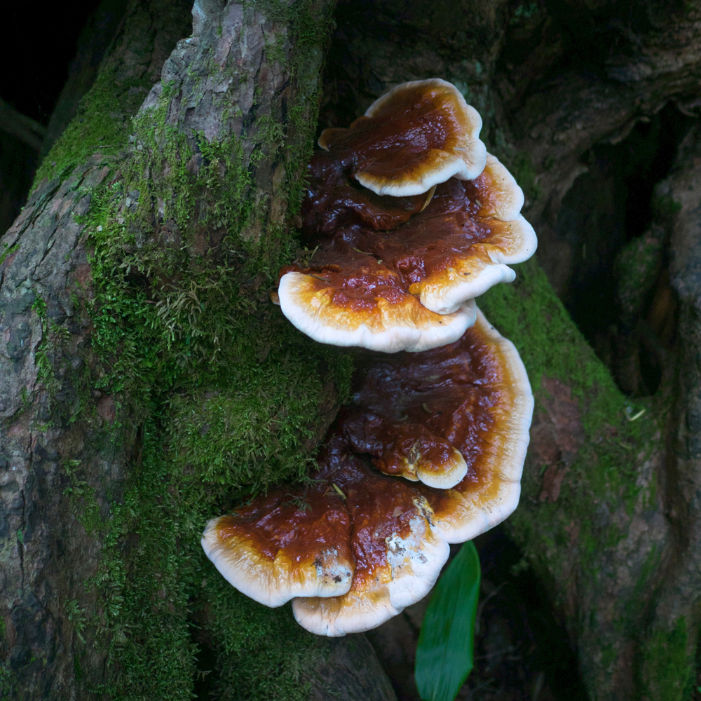 Reishi | Beginner’s Guide | Eversio Wellness